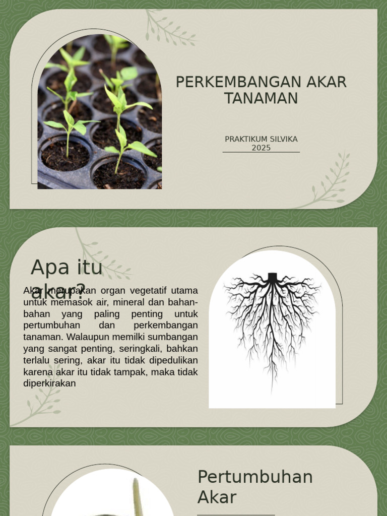 Perkembangan Akar Tanaman 2025 | PDF