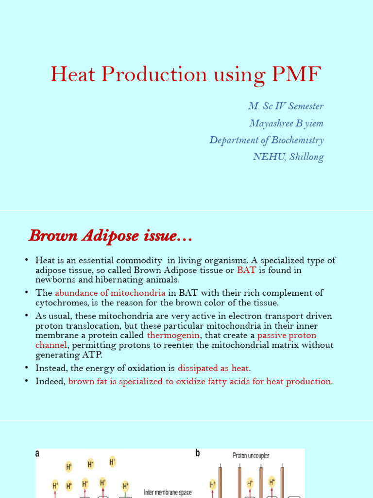 Heat production using PMF | PDF | Cellular Respiration | Physiology