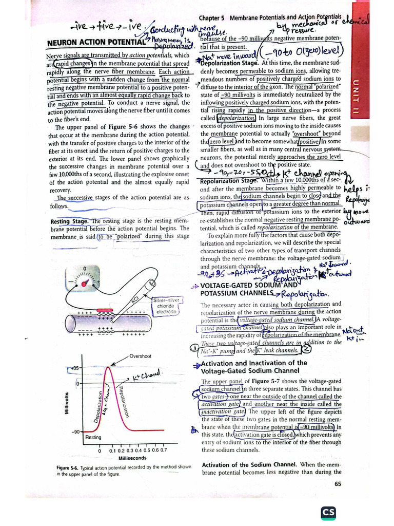 Neuron Action Potential | PDF