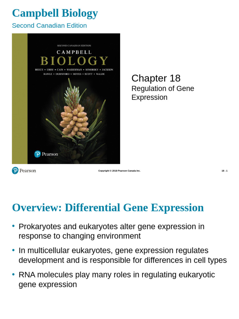 Lecture 13b Regulation of Gene Expression | PDF | Operon | Repressor
