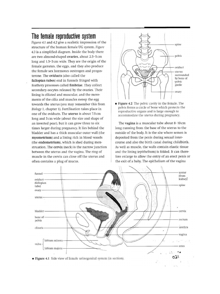 Sexual Reproduction in Humans Part 1 | PDF