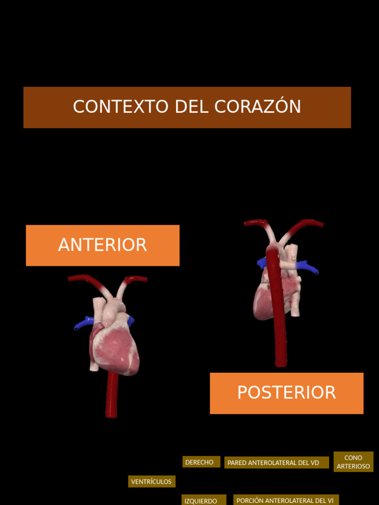 Anatomía del Corazón Humano | PDF | Aorta | Vena