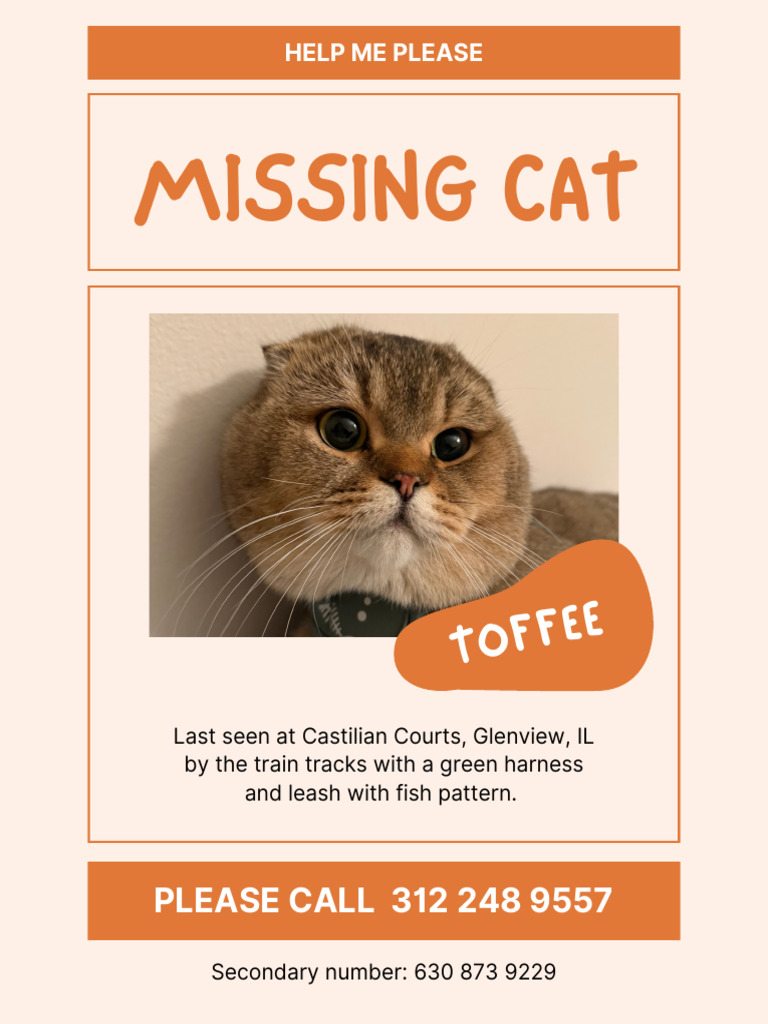Beige and Orange Missing Pet Lost Cat Flyer | PDF