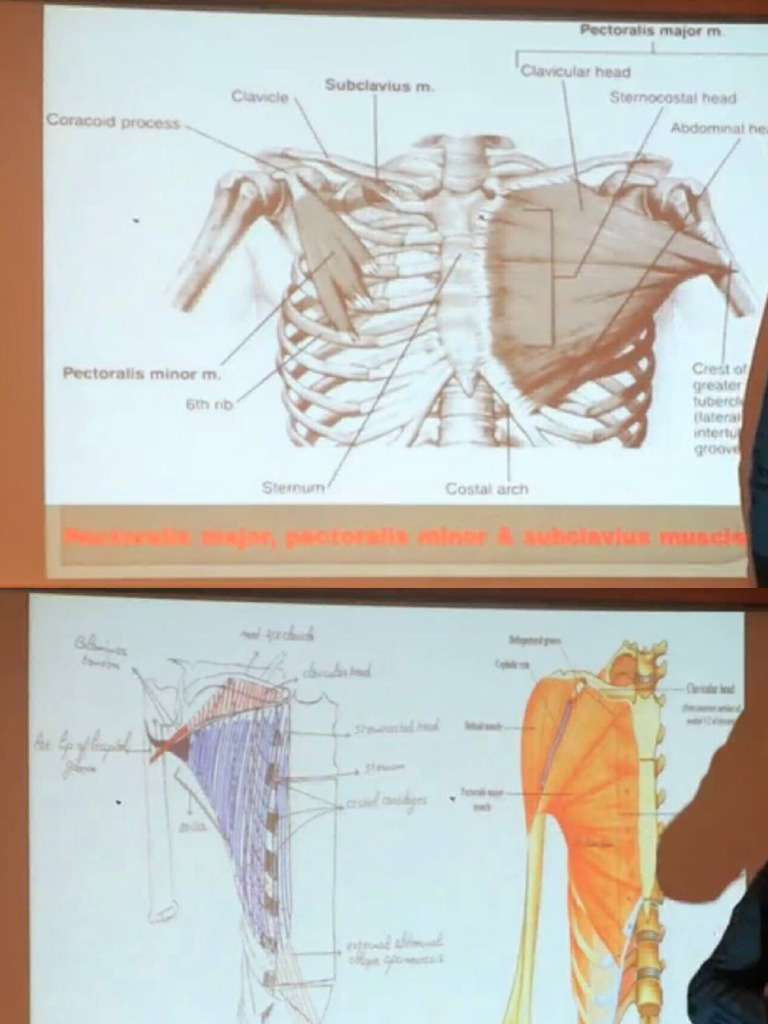 Anatomy Crash Course by - DR - Jalal (Upper Limb) | PDF
