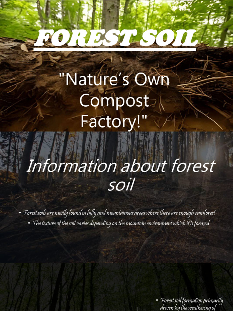 forest soil | PDF