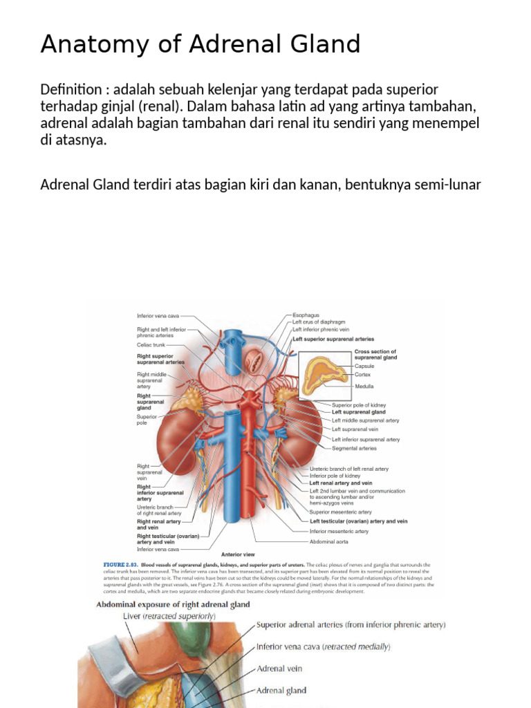 Anatomy of Adrenal Gland For Mbss | PDF
