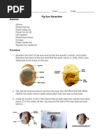 Cow Eye Dissection Lab Report | PDF | Eye | Human Eye