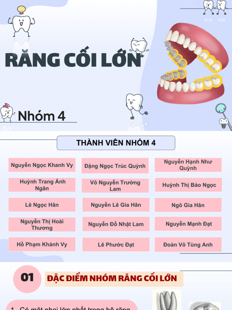 Răng Cối Lớn Trên - RM1 | PDF