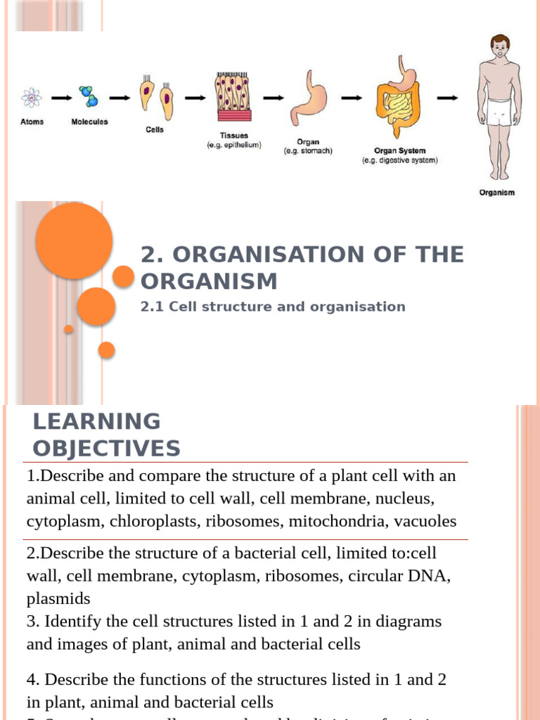 Organisation of The Organism | PDF | Cell (Biology) | Eukaryotes