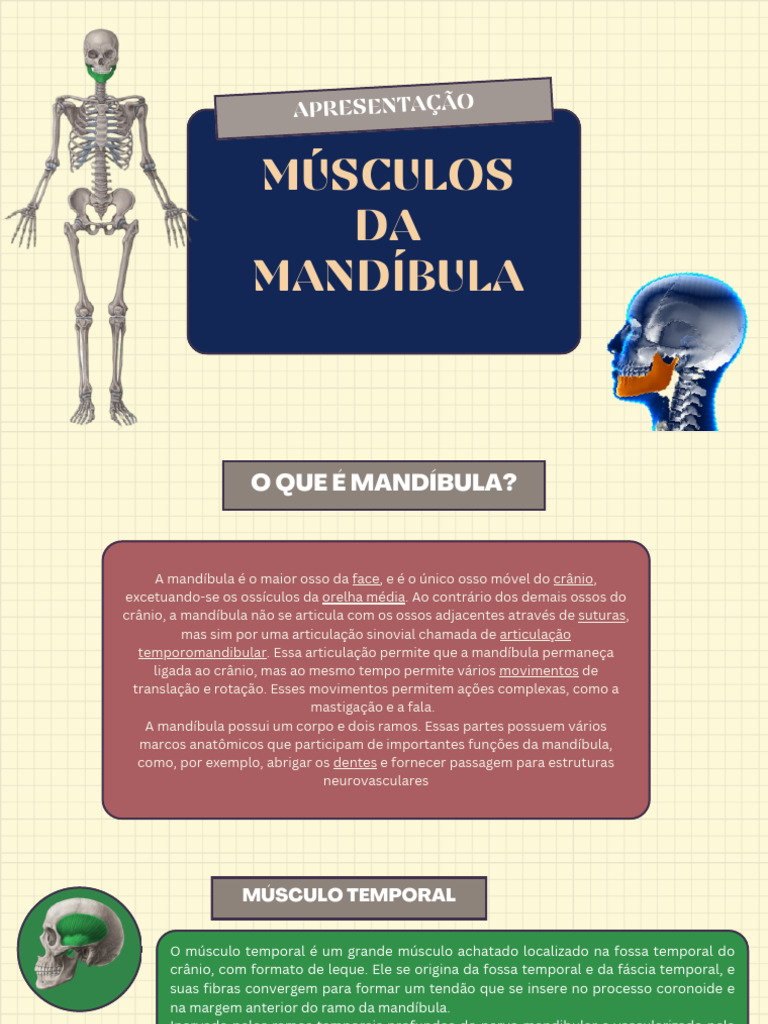 Músculos da Mandíbula | PDF | Músculo | Cabeça e pescoço humano