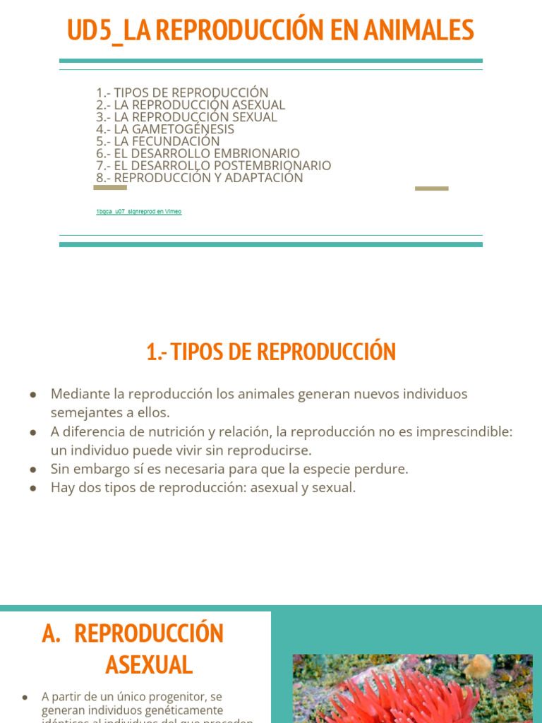 Ud5 - La Reproducción en Animales | PDF | Sistema reproductivo | Embrión