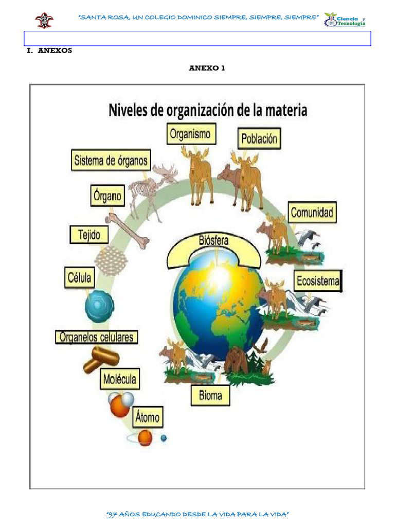 Ulises-1°-Defg-Cyt-Ud01-Sa-05-2025-Actividad Organizacion de Los Seres Vivos | PDF | Tejido ...