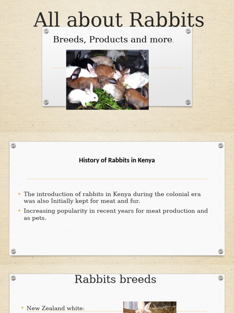 All About RABBITS | PDF