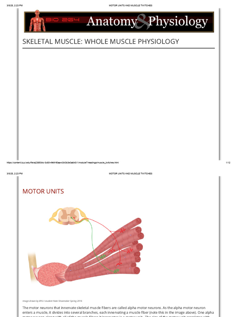 Motor Units and Muscle Twitches | PDF | Skeletal Muscle | Muscle Contraction