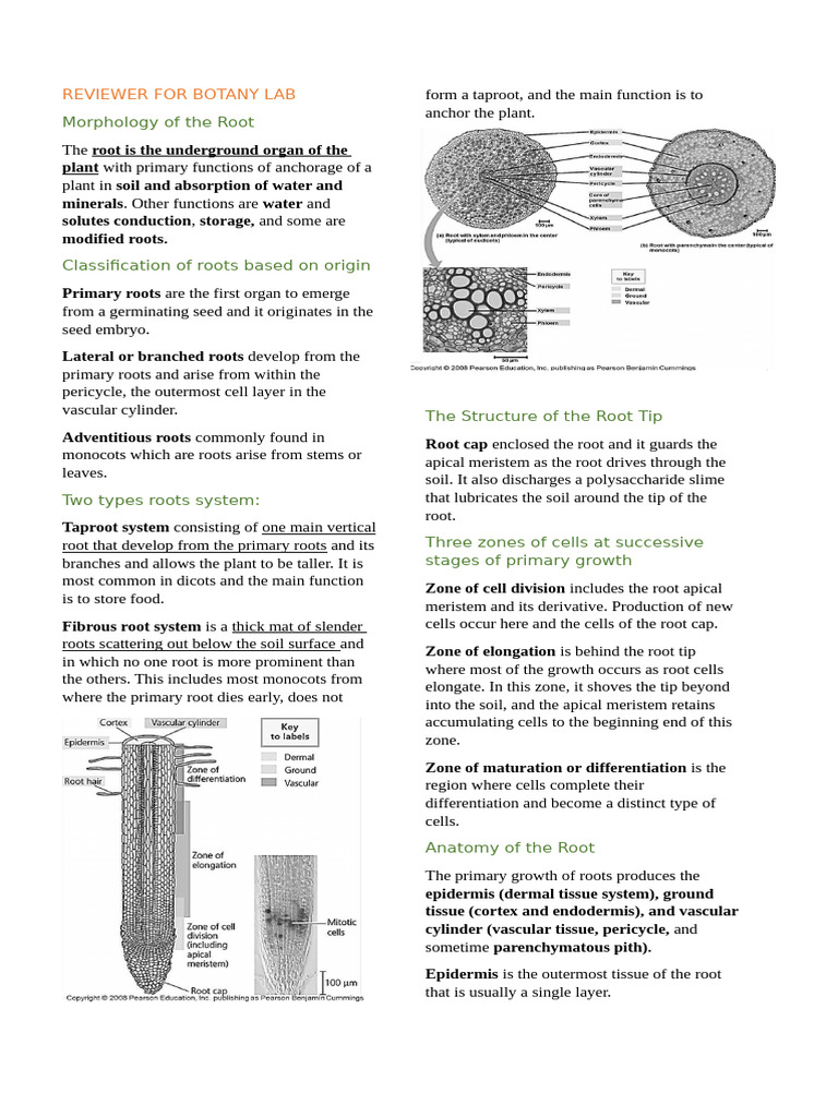 Botany Lab: Root Morphology Overview | PDF | Leaf | Plant Stem