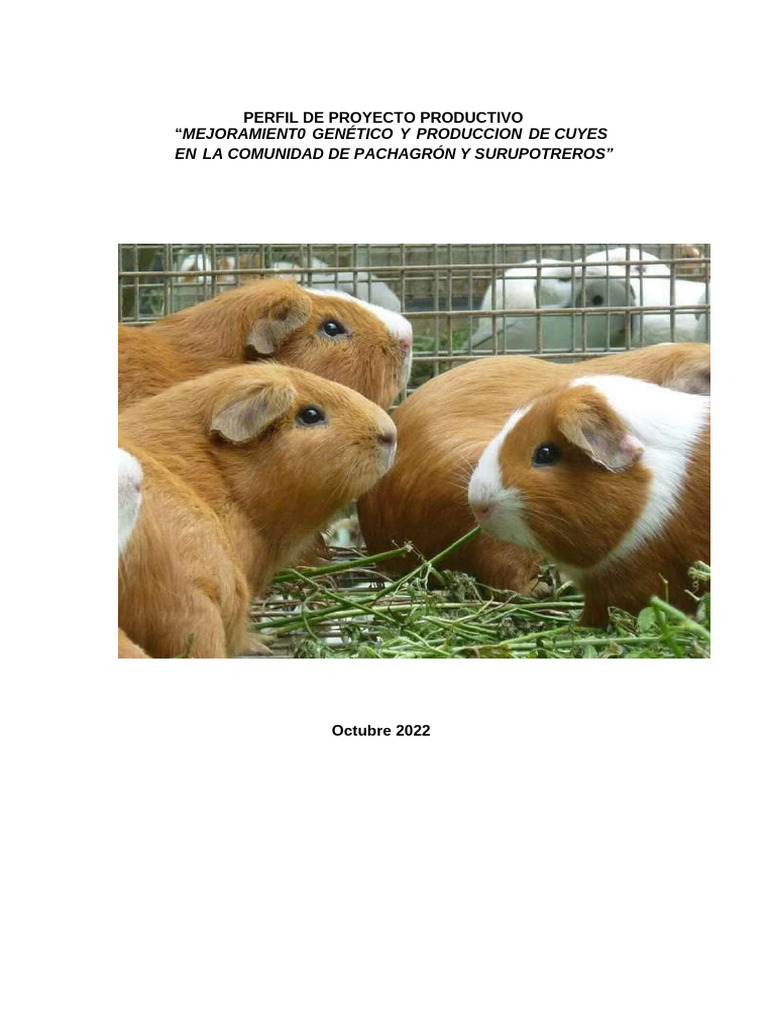 Mejora Genética y Producción de Cuyes | PDF | Conejillo de indias ...