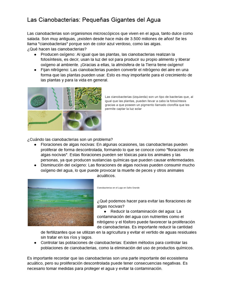Las+Cianobacterias +Pequeñas+Gigantes+Del+Agua+ | PDF | Cianobacterias ...