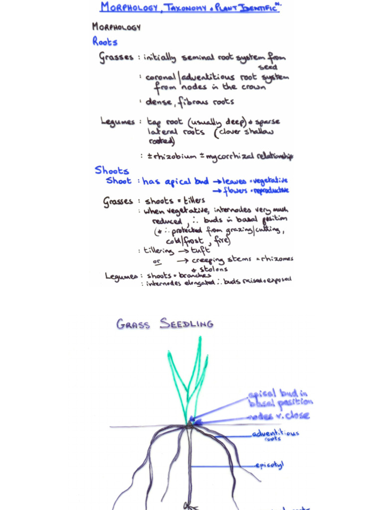 CR 216 Morphology & Taxonomy-1a | PDF