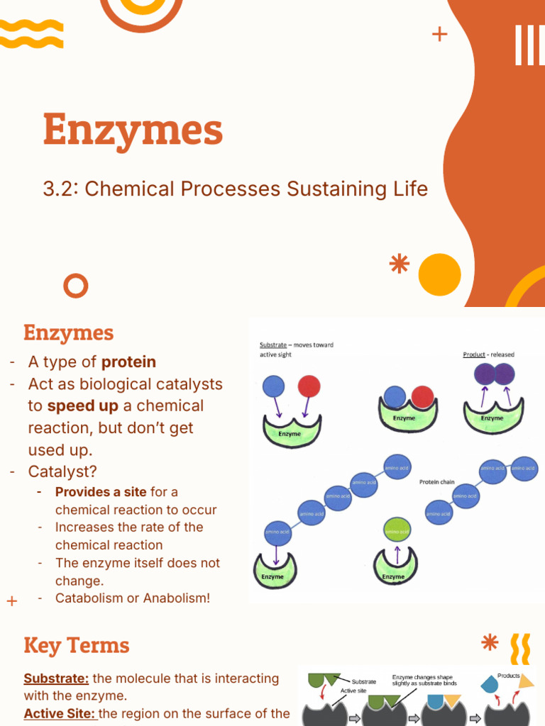 3.2. Enzymes - Student 2025 | PDF | Enzyme | Digestion