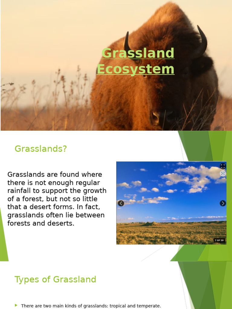 Grassland Ecosystem | PDF | Grassland | Savanna