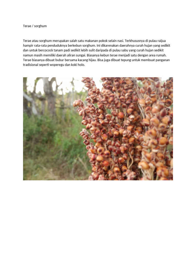 Terae Atau Sorghum | PDF