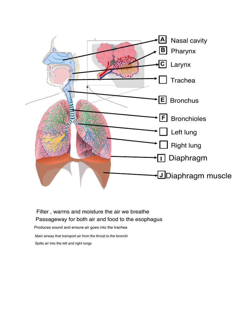 C3 Respiratory System Worksheet 06 OngJingJing | PDF | Respiratory ...