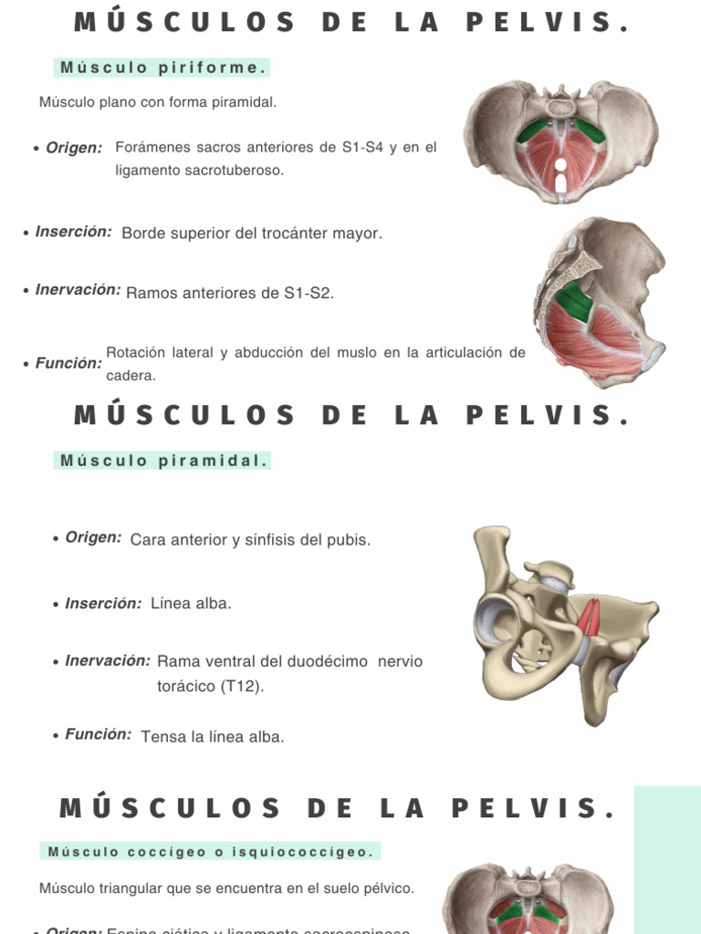 Músculos de La Pelvis | PDF | Pelvis | Sistema musculoesquelético
