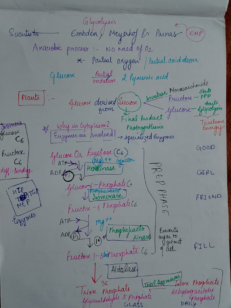 Biochemistry Cycle - PDF | PDF