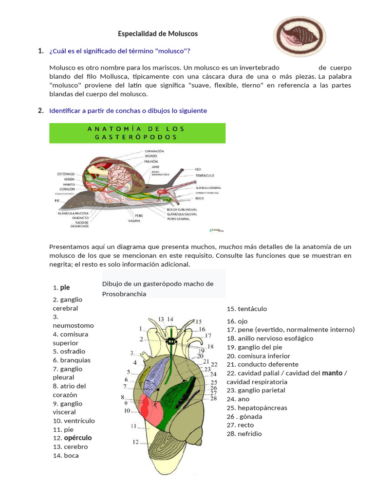 Anatomía y Clasificación de Moluscos | PDF | Bivalvia | Moluscos