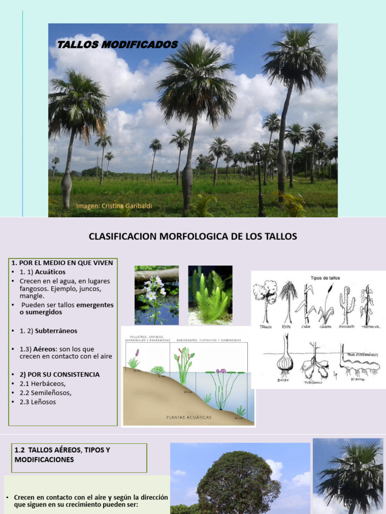 Tipos y Modificaciones de Tallos | PDF | Tallo de la planta | Patata