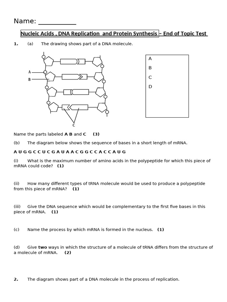 DNA Replication and Protein Synthesis Test | PDF | Rna | Dna