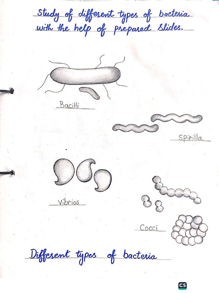 Biology Practicle | PDF
