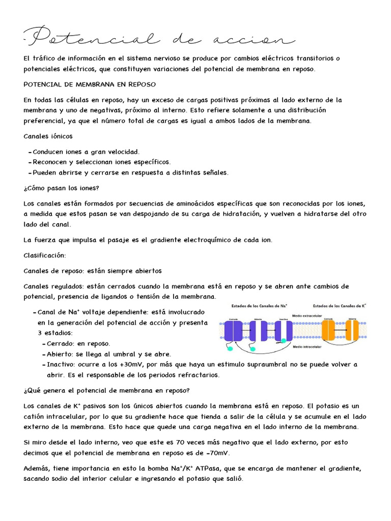 Neuro cat 2 | PDF | Sinapsis | Dolor