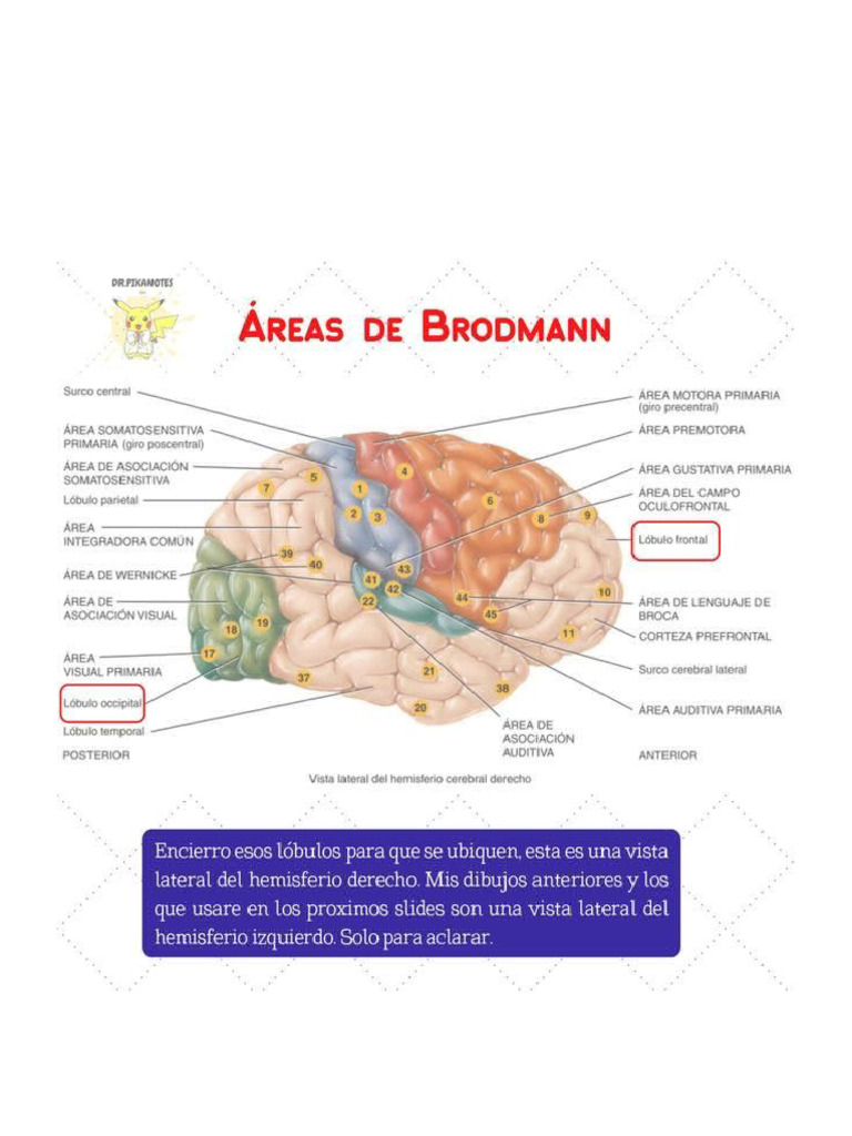 Areas Brodmann 2 | PDF