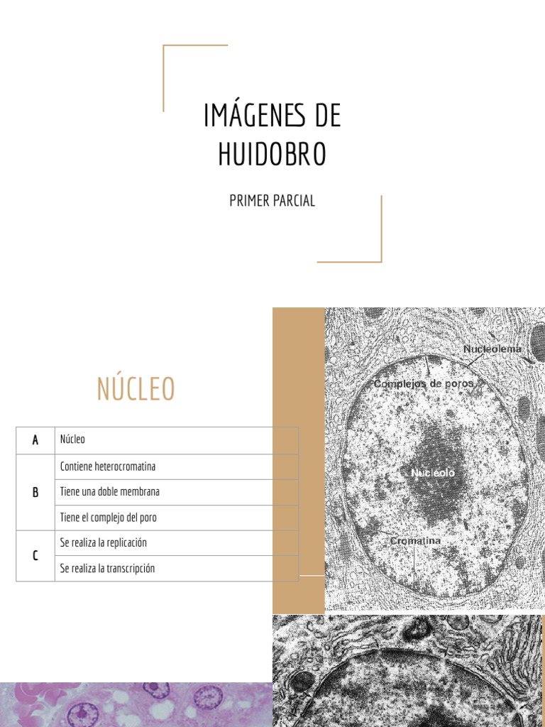 IMÁGENES HISTO | PDF | Mitosis | Retículo endoplásmico