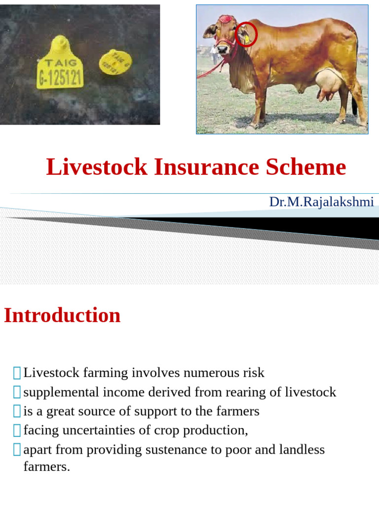 Livestock Insurance Scheme | PDF | Insurance | Cattle
