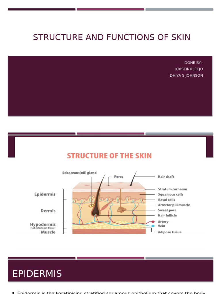 Structure and Function of Skin | PDF | Epidermis | Skin