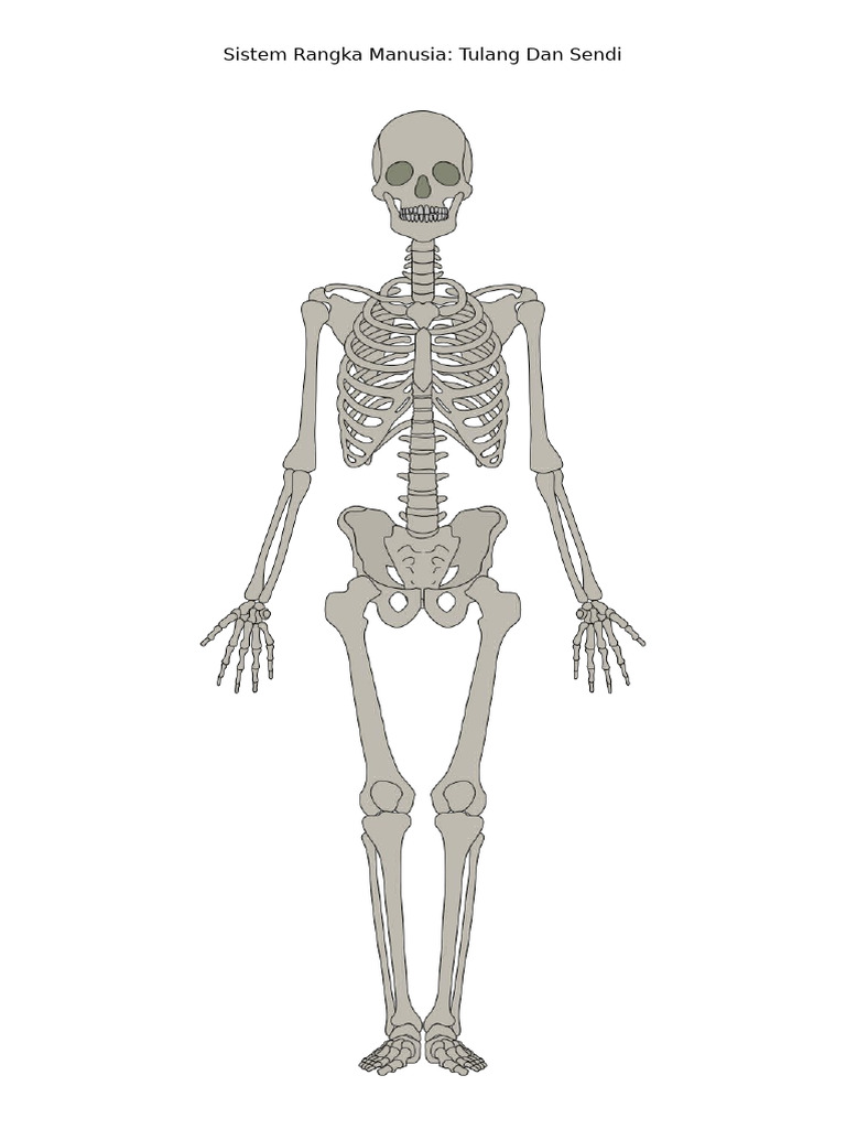 Print Latihan Sistem Rangka Dan Sendi Manusia - Sains Tahun 5 | PDF