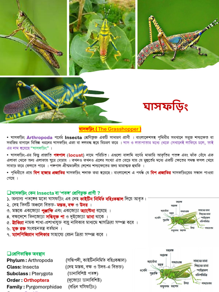 Grasshopper Class 1 | PDF