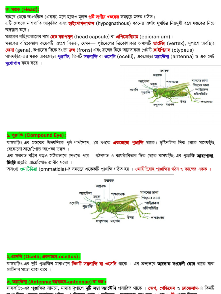 Grasshopper Class 2 | PDF