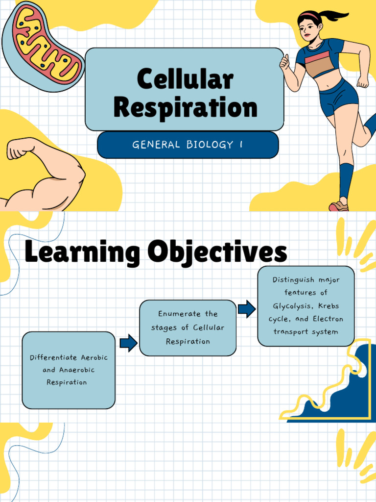 (Aerobic) Bioenergetics Cellular Respiration | PDF | Diet & Nutrition ...