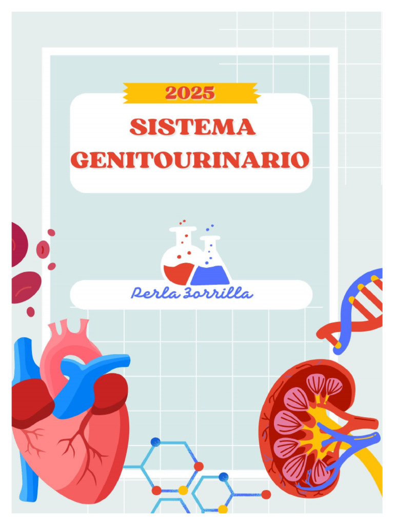 Órganos Externos Del Sistema Genitourinario Femenino | PDF | Vagina ...