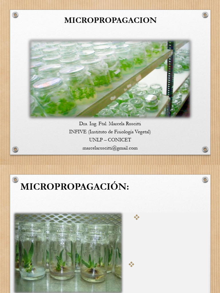 Micropropagacion 2023 | PDF | Hormona Vegetal | Diferenciación celular