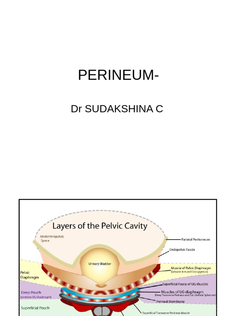 Perineumfinal1 | PDF | Pelvis