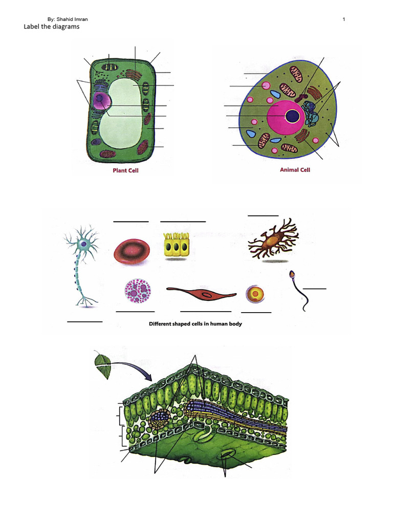 Label The Diagram Science Class 6 | PDF