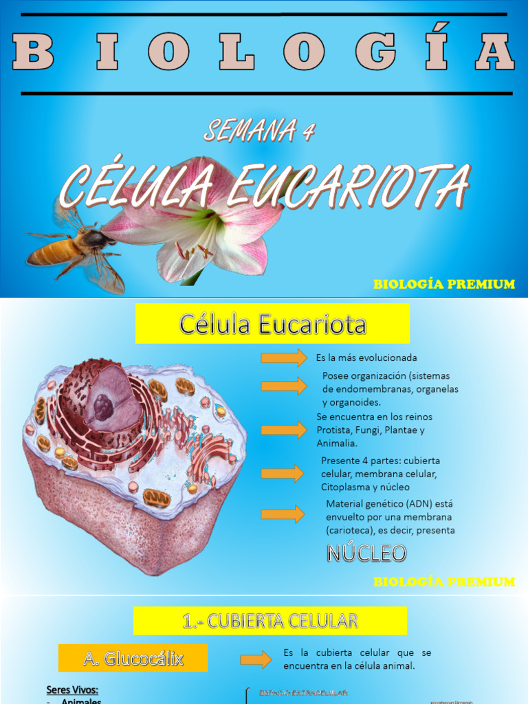 CÉLULA EUCARIOTA - PPT | PDF | Biología Celular) | Citoplasma