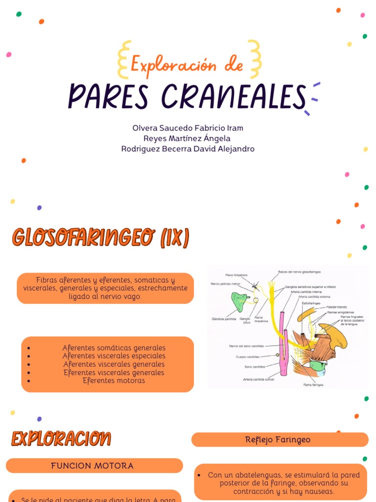 Propedeutica - Pares Craneales IX-XII y SN Motor | PDF | Nervio vago | Nervio