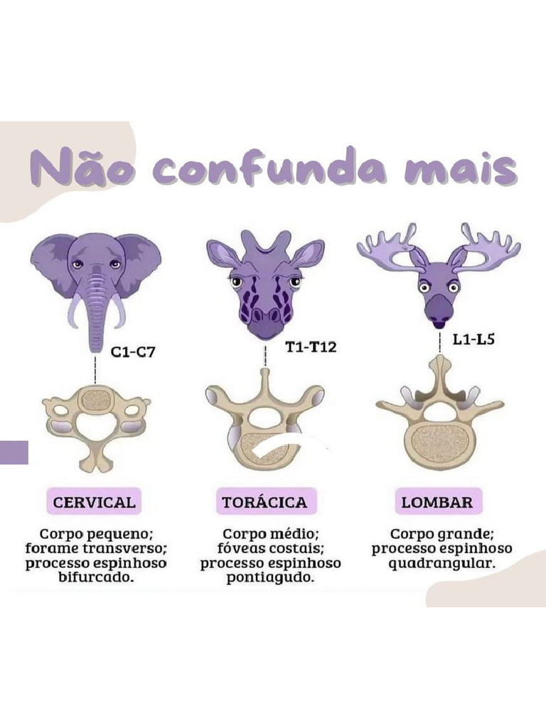COLUNA | PDF