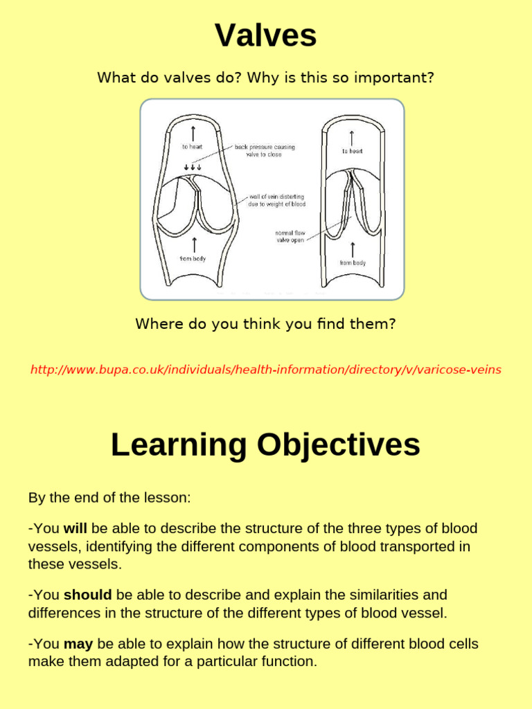 Lesson 9 - Blood Vessels and Components of The Blood | PDF | Artery ...