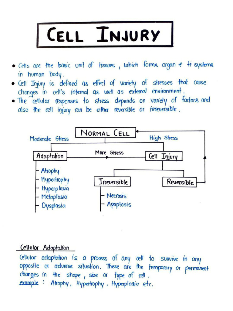 Cell Injury | PDF